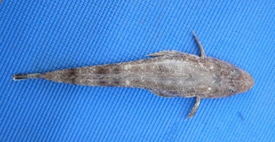 Flathead | Spotted Cod