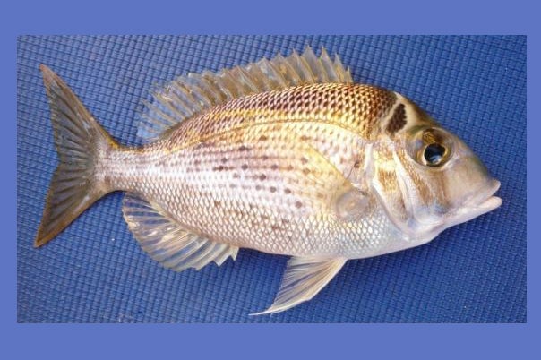 Silver Bream | Spotted Cod