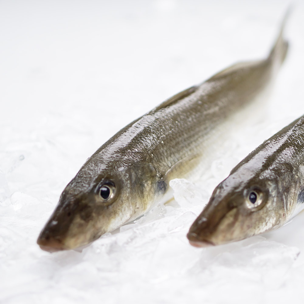 Butterfly Whiting | Spotted Cod