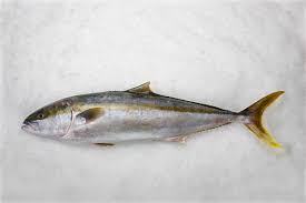 Yellowtail Kingfish | Spotted Cod