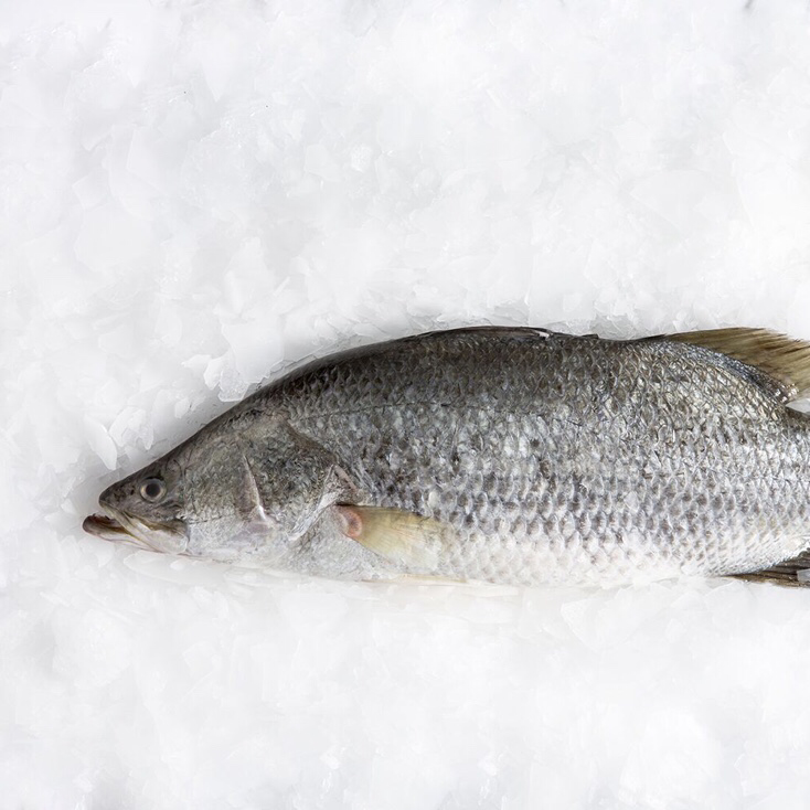 Barramundi | Spotted Cod